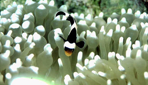 FAQ Wissenswertes zu Symbioseanemonen